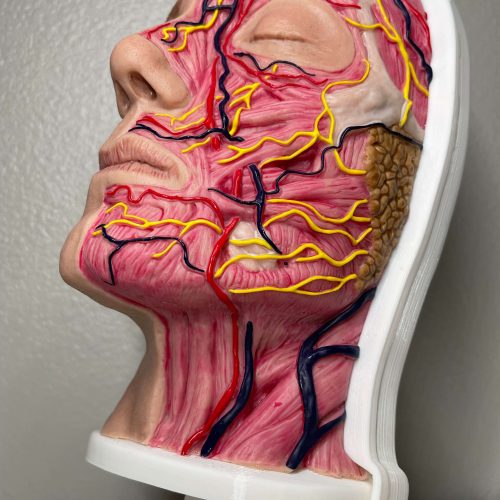 Injection Mannequin | R3 Medical Training